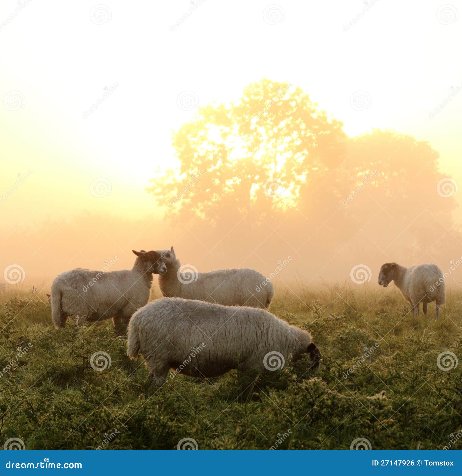 Beautiful Rural Sunrise with Sheep Stock Photo - Image of kissing ...