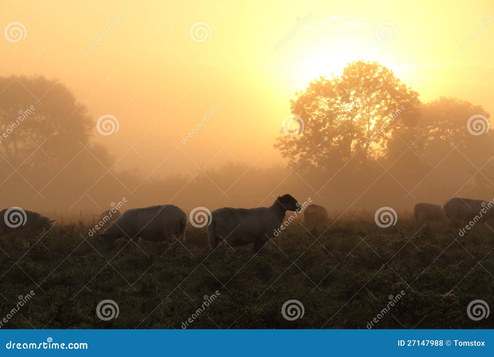 Beautiful Rural Sunset with Sheep Stock Photo - Image of pasture ...