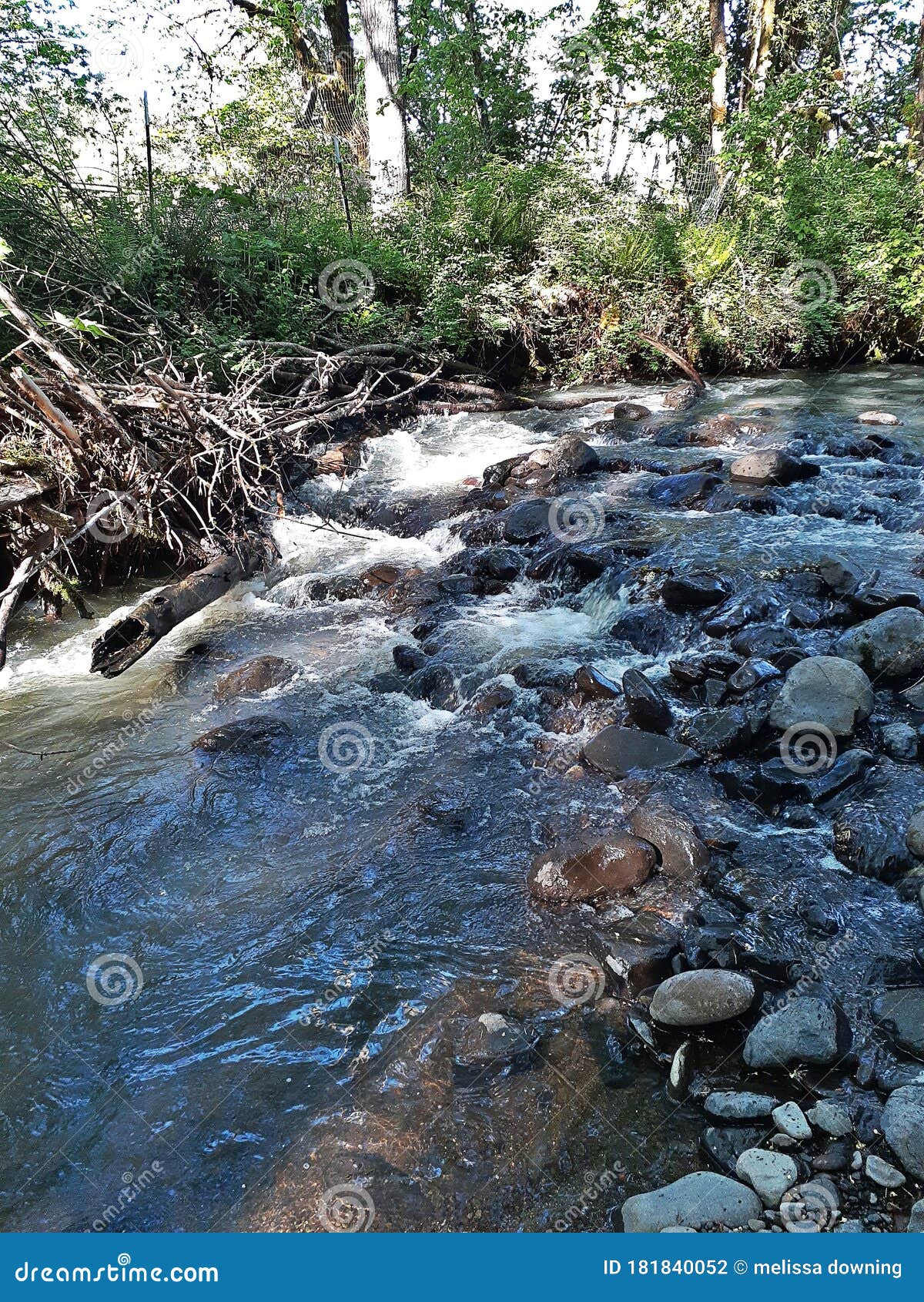 Beautiful Rushing Stream with Rocks and Wood Stock Photo - Image of ...