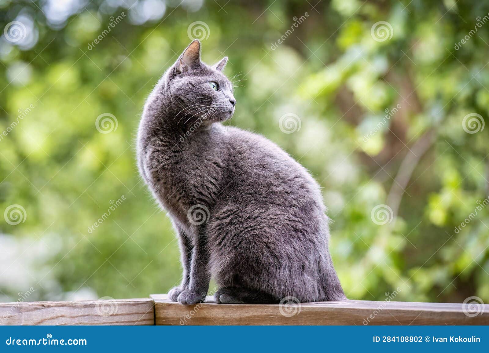 Beautiful Russian Blue Cat Portrait Outdoors Stock Photo - Image of ...