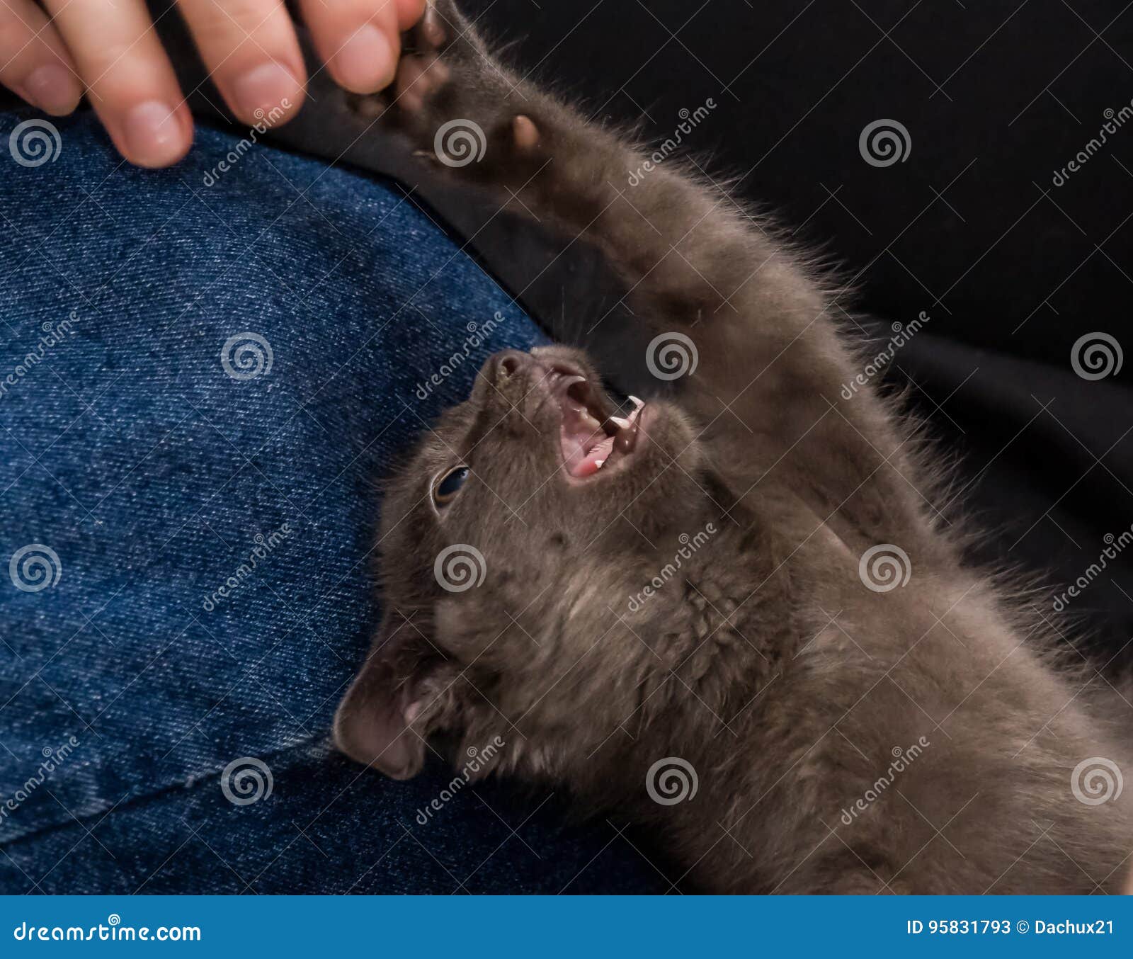 A Beautiful Russian Blue Kitten Meowing Stock Image - Image of domestic ...