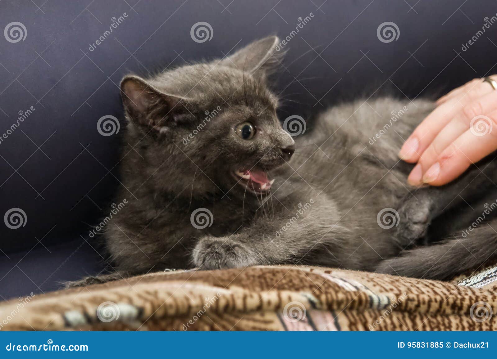 A Beautiful Russian Blue Kitten Meowing Stock Image - Image of portrait ...