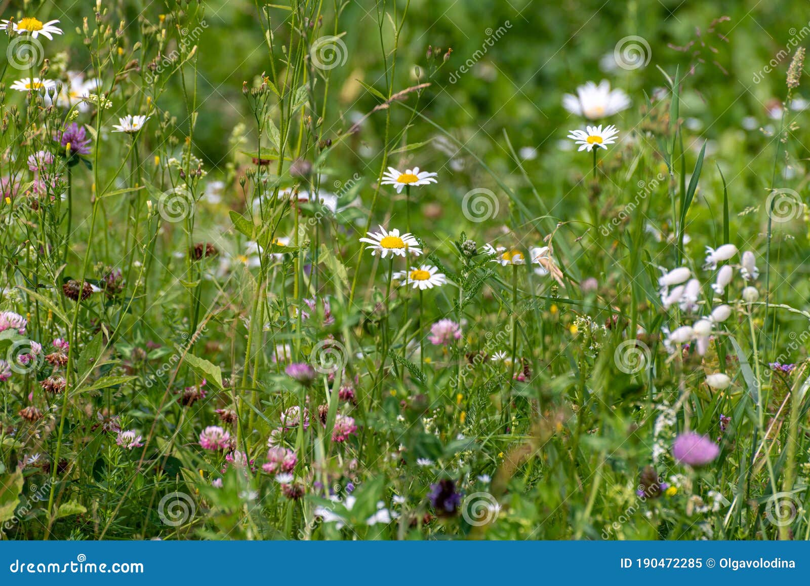 Beautiful Russian Meadow with Daisies and Clover Stock Image - Image of ...