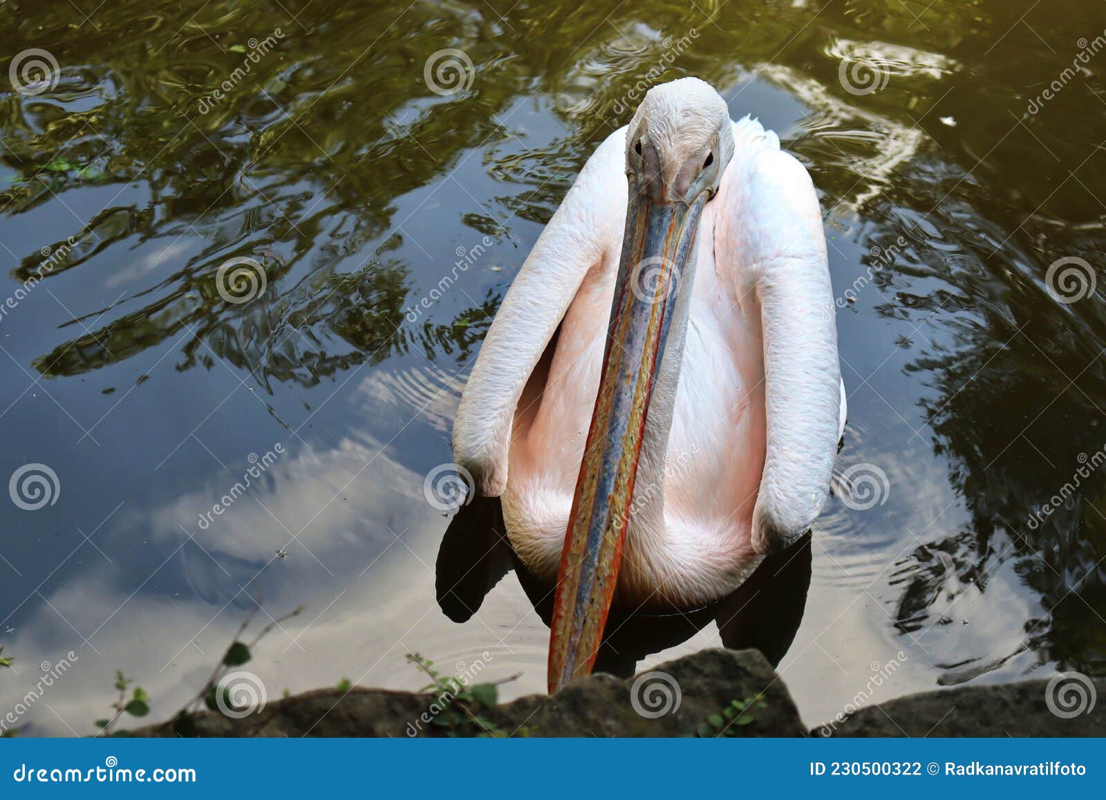 Beautiful Sad Pelican in the Czech Zoo Stock Photo - Image of pelican ...