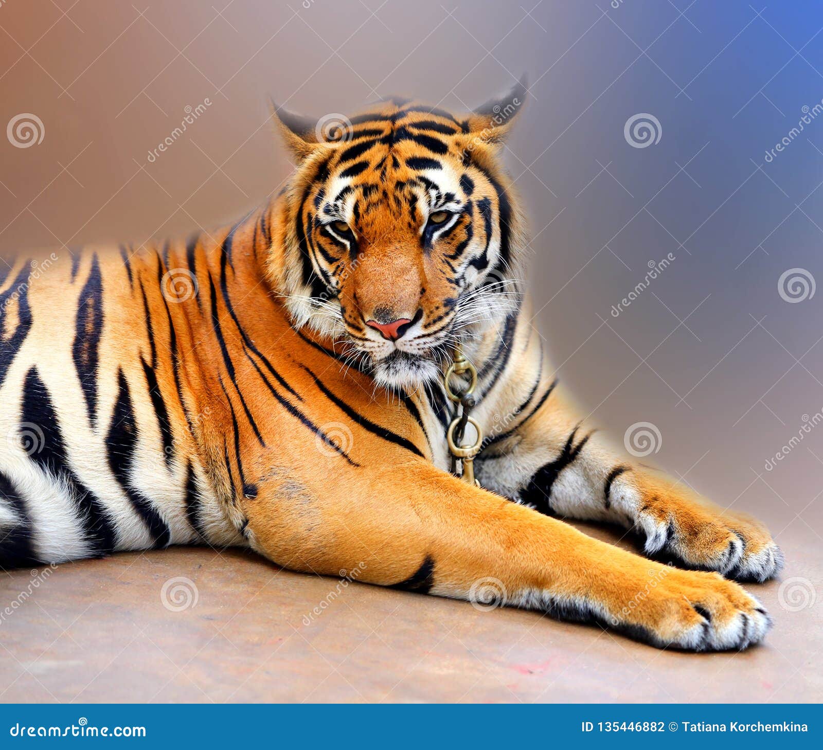 Beautiful Sad Tiger on Chain in Thailand Stock Photo - Image of chained ...
