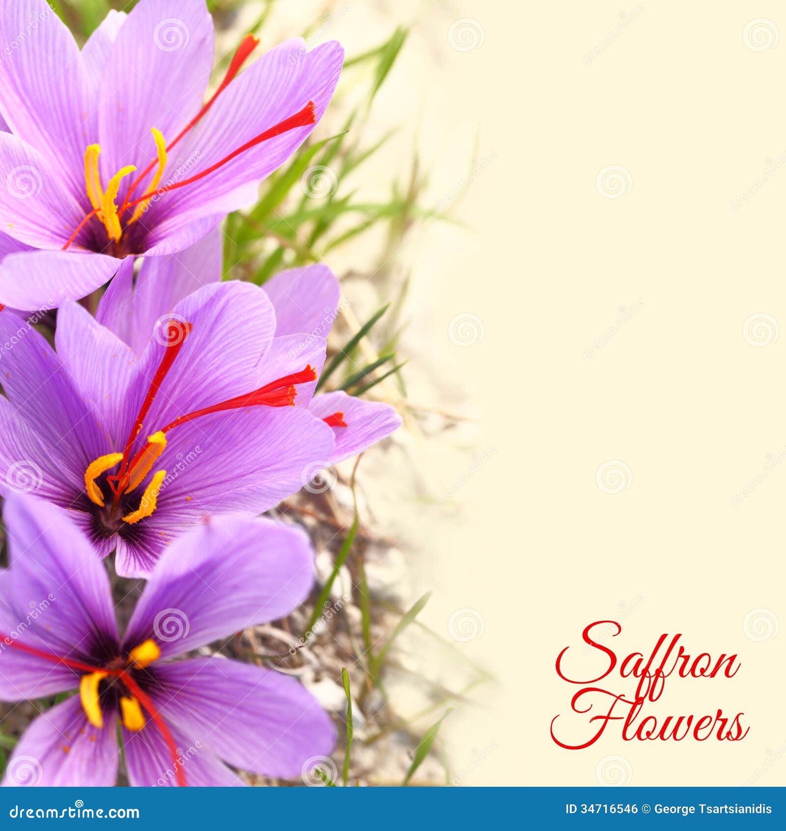 Beautiful saffron flowers stock photo. Image of purple - 34716546