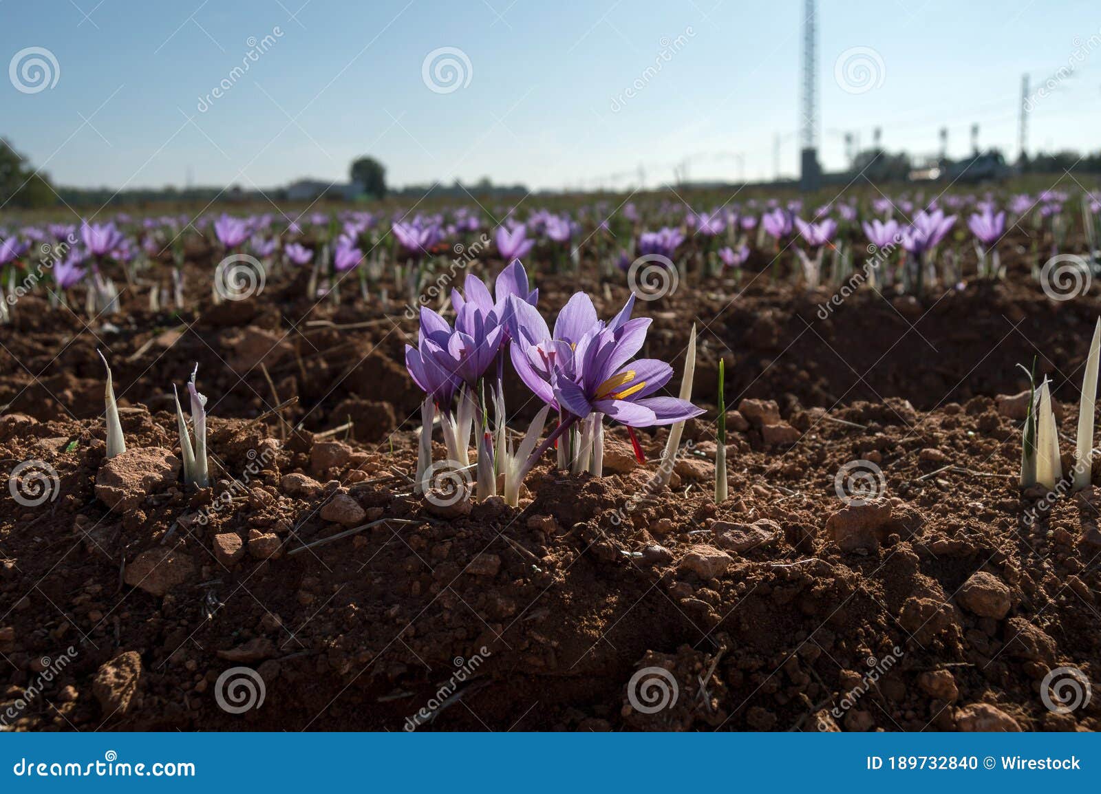 Beautiful Saffron Flowers in the Field Stock Photo - Image of nature ...