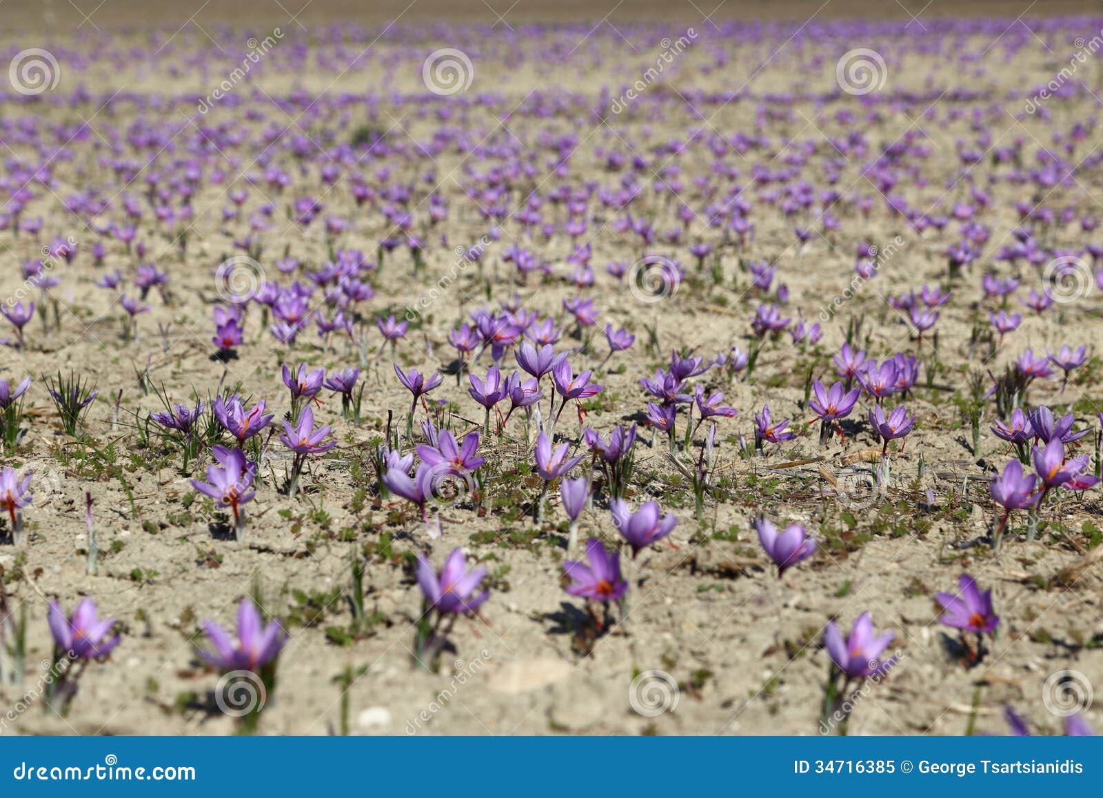 Beautiful saffron flowers stock image. Image of blossom - 34716385