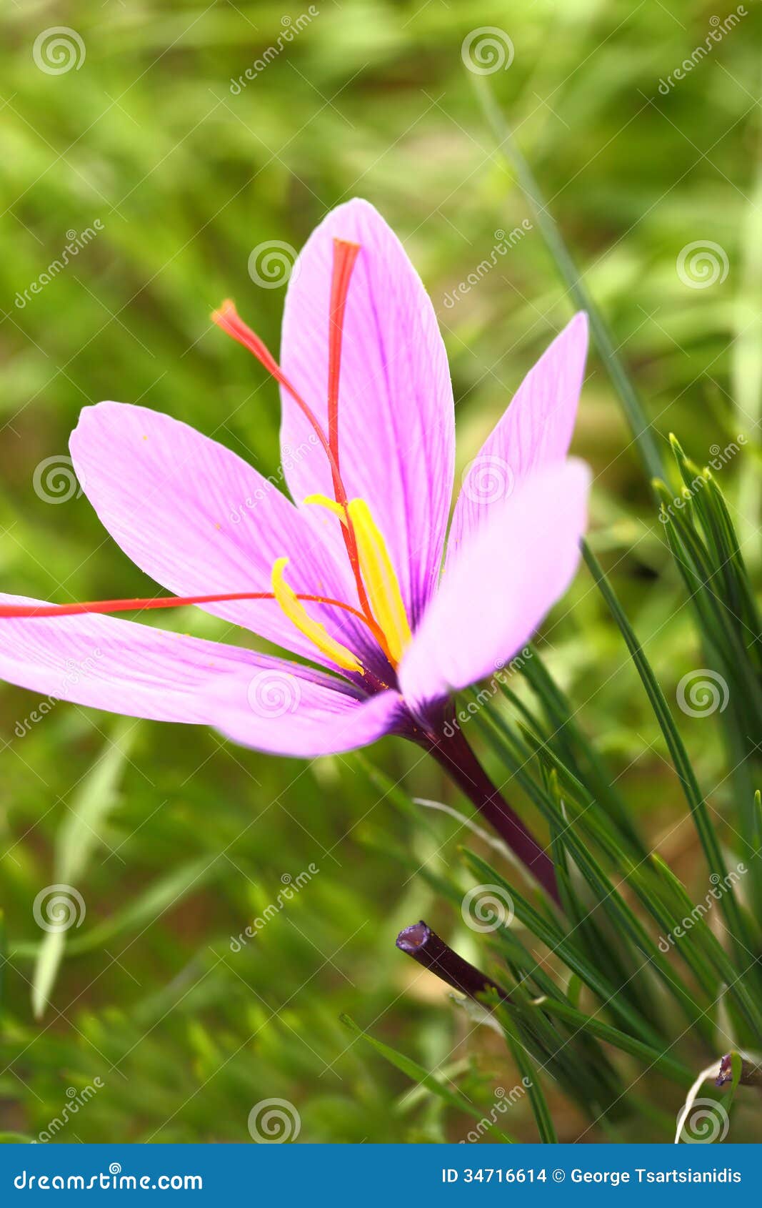 Beautiful saffron flowers stock photo. Image of purple - 34716614