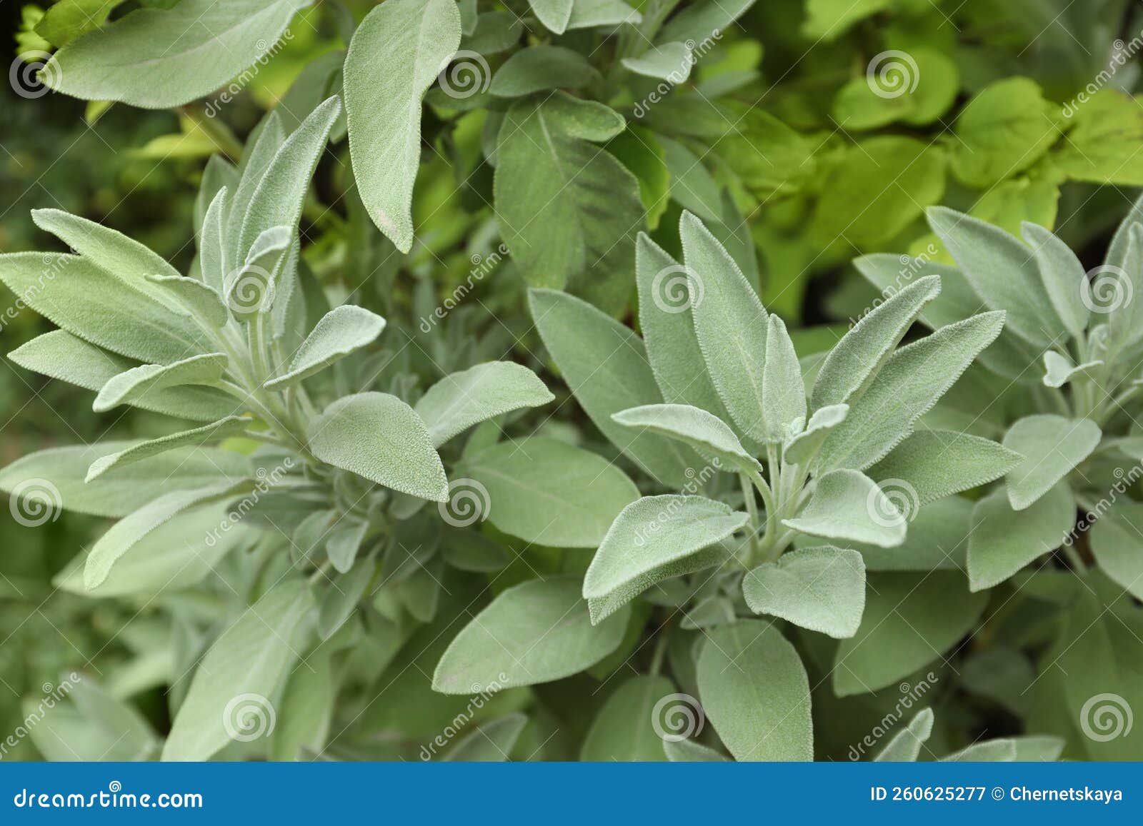 Beautiful Sage with Green Leaves Growing Outdoors Stock Image - Image ...