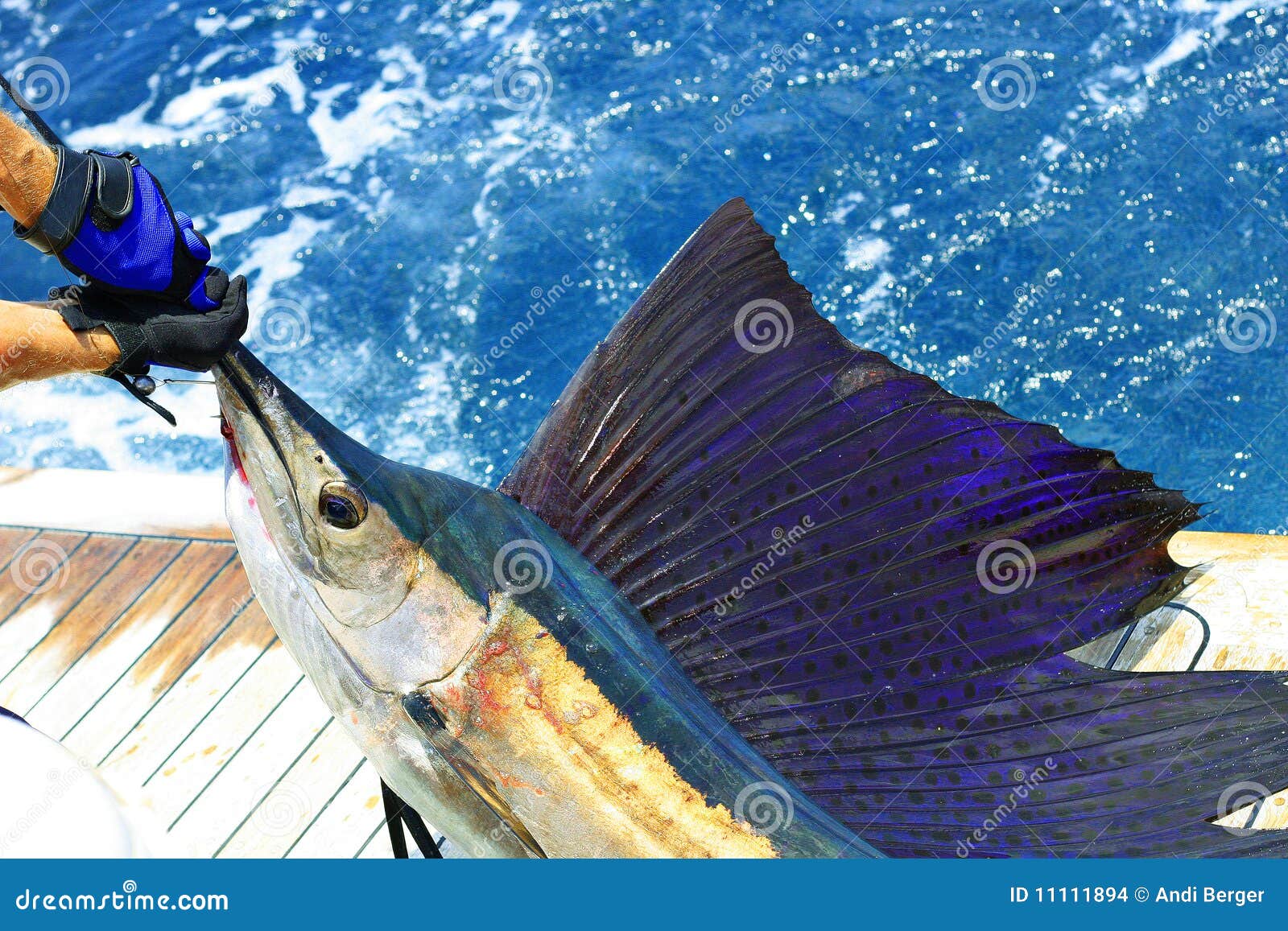Beautiful sailfish stock photo. Image of fishing, bill - 11111894