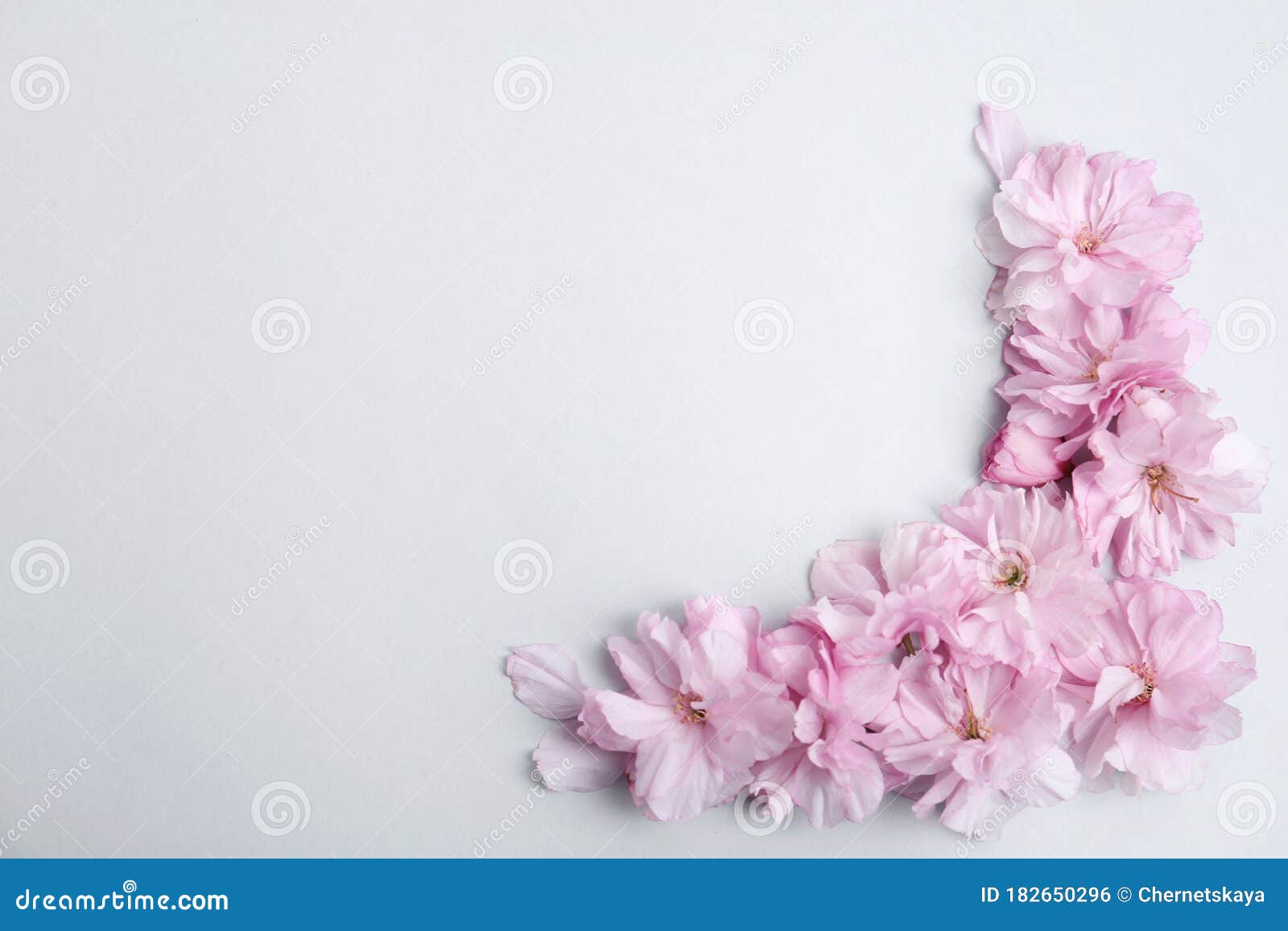 Beautiful Sakura Blossom on Background, Space for Text. Japanese Cherry ...
