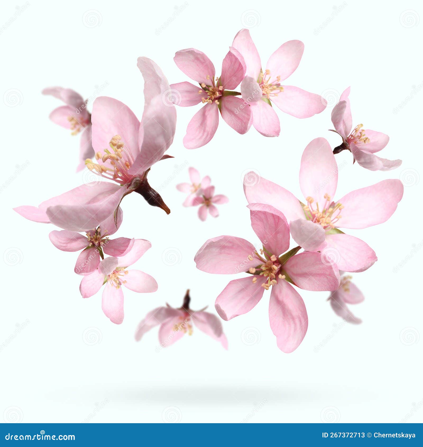 Beautiful Sakura Blossoms Falling on White Background. Spring Season ...