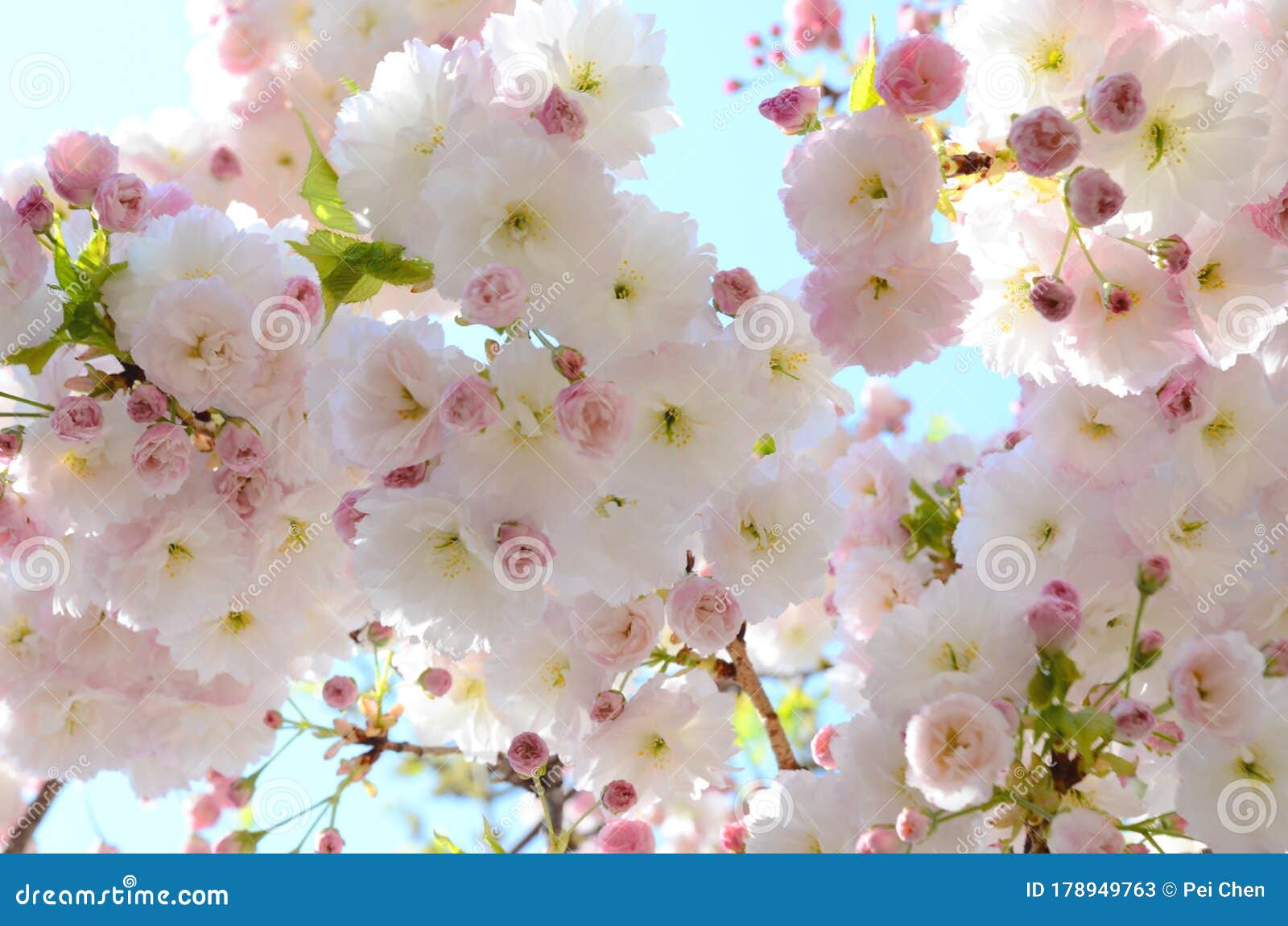 The beautiful sakura stock image. Image of flower, time - 178949763
