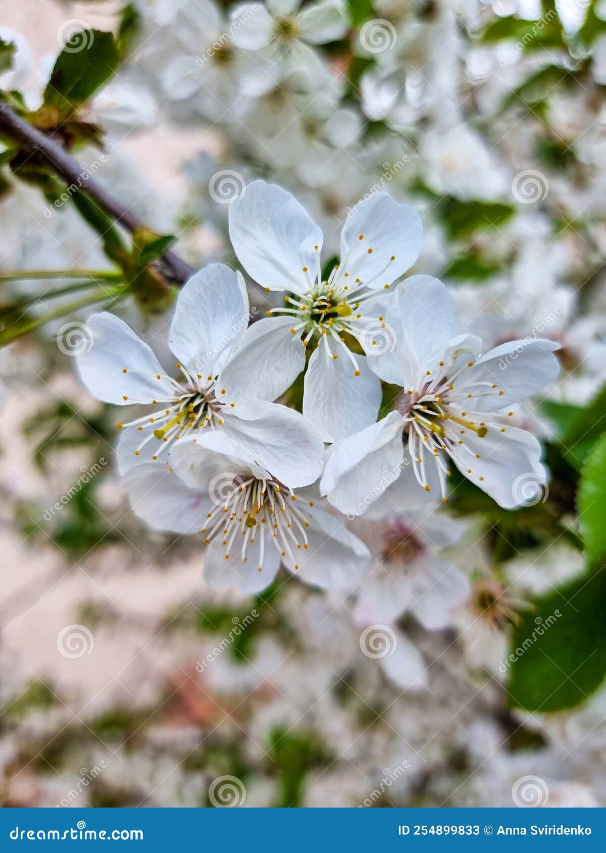 Beautiful sakura flowers stock image. Image of orchard - 254899833