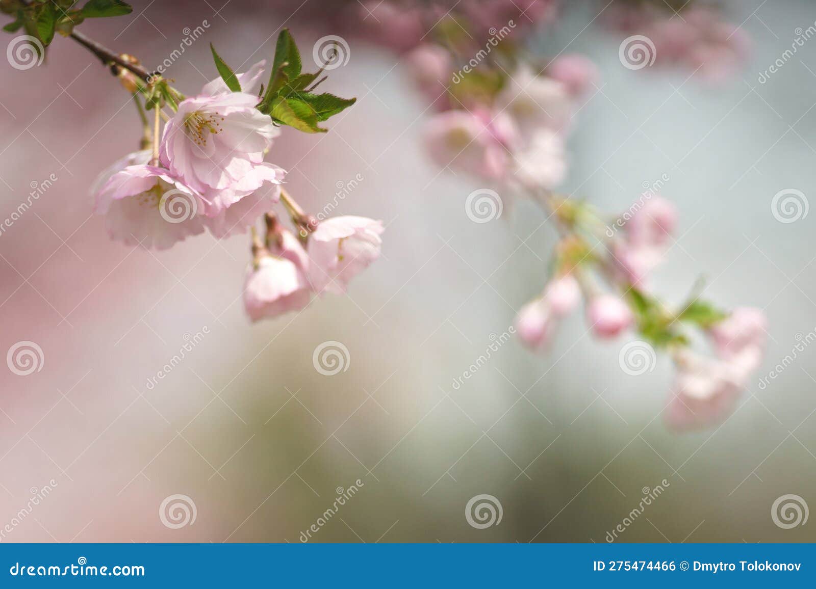 Beautiful Sakura Flowers. Spring Stock Photo - Image of blossom ...