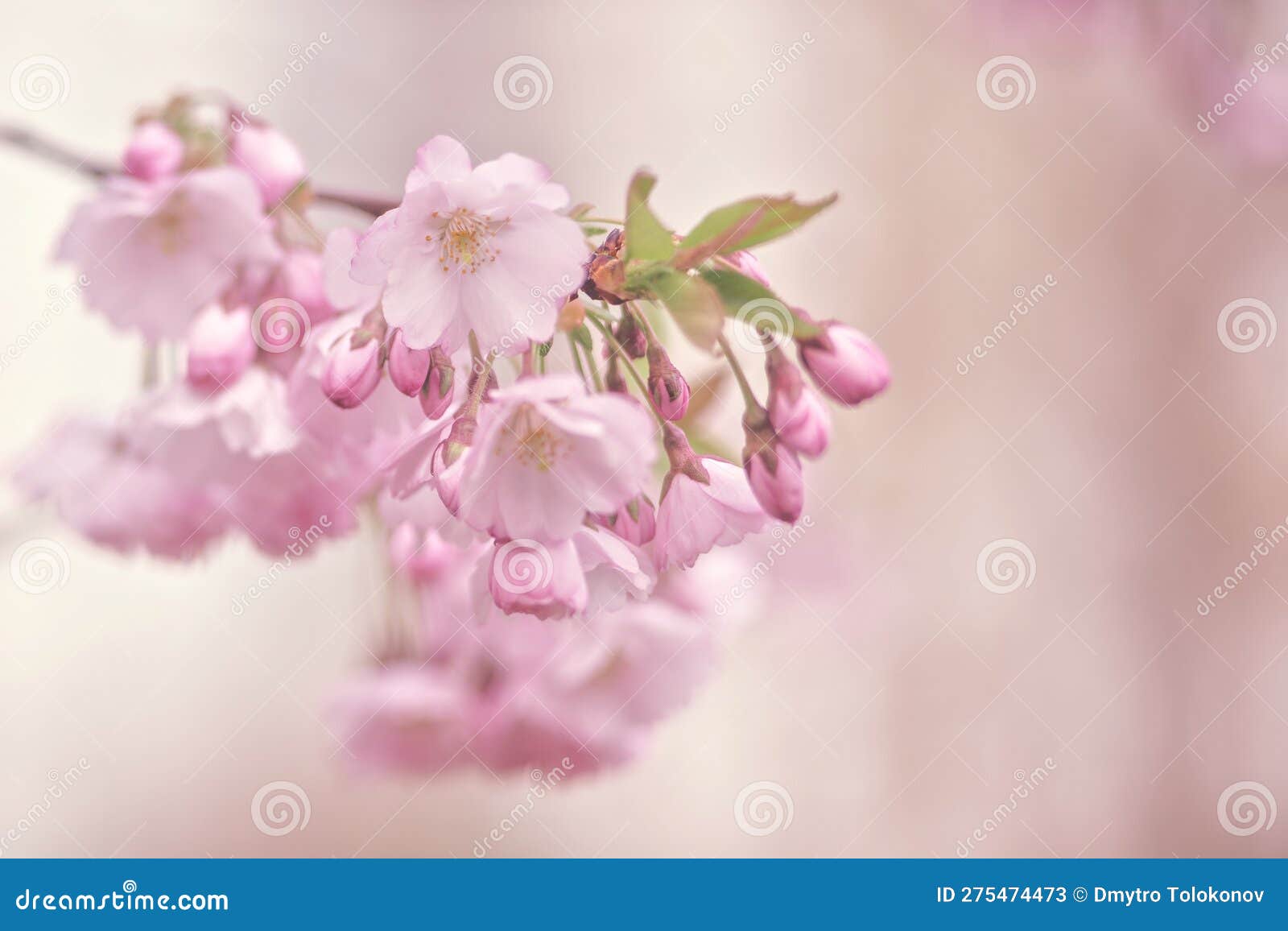 Beautiful Sakura Flowers. Spring Stock Image - Image of flower, season ...