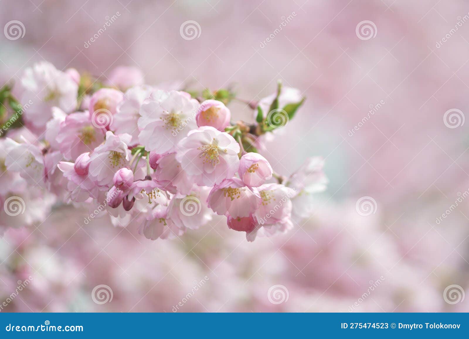 Beautiful Sakura Flowers. Spring Stock Image - Image of backgrounds ...