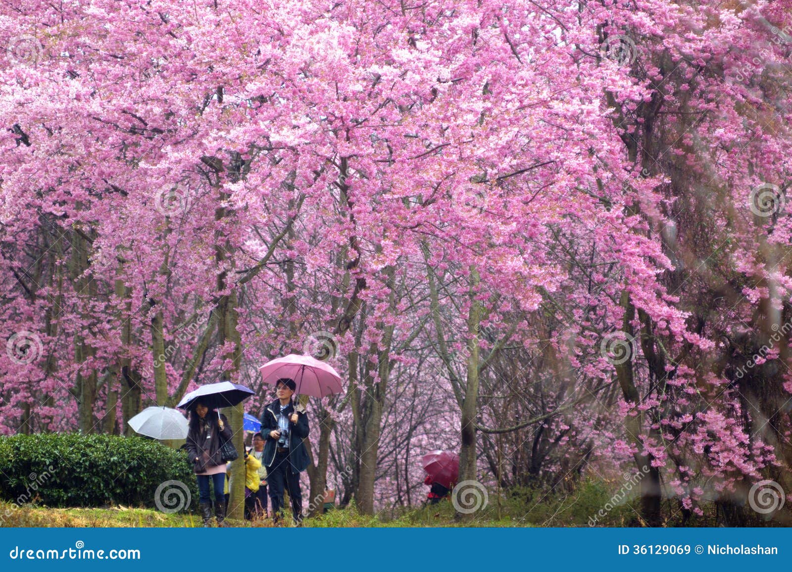 Beautiful Sakura Garden editorial stock image. Image of sakura - 36129069
