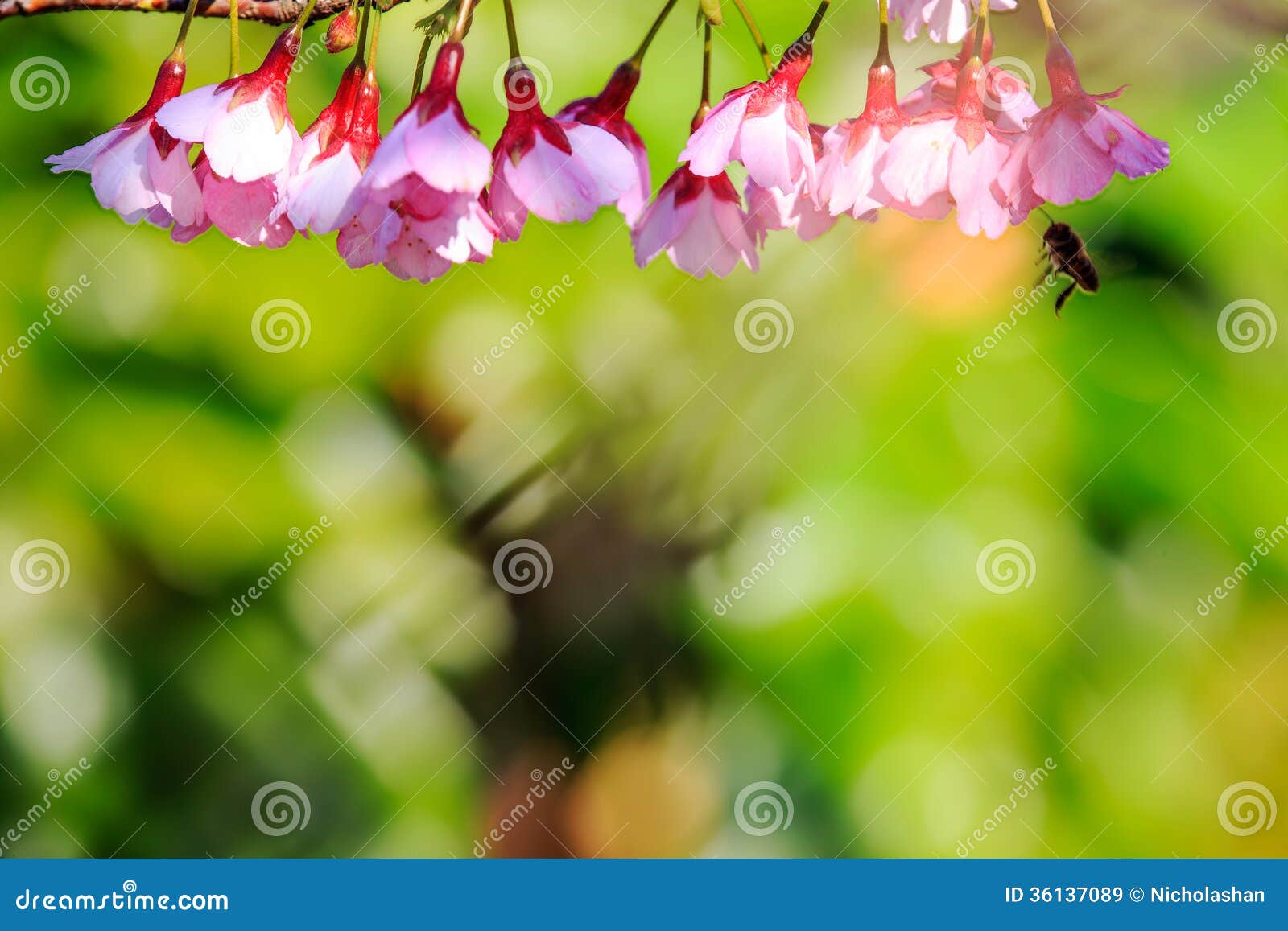 Beautiful Sakura Garden stock image. Image of sightseeing - 36137089