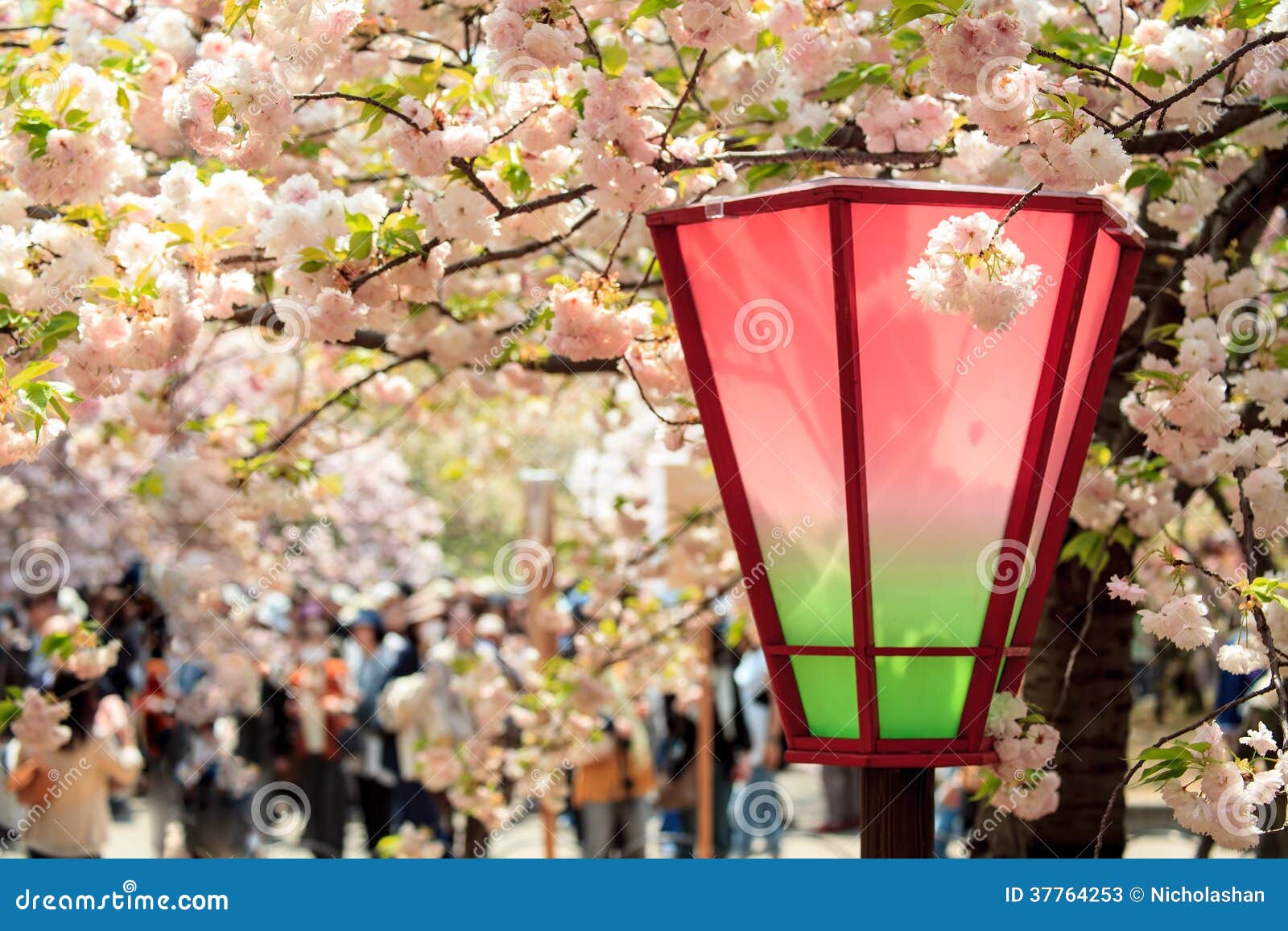 Beautiful sakura place editorial stock photo. Image of autumn - 37764253