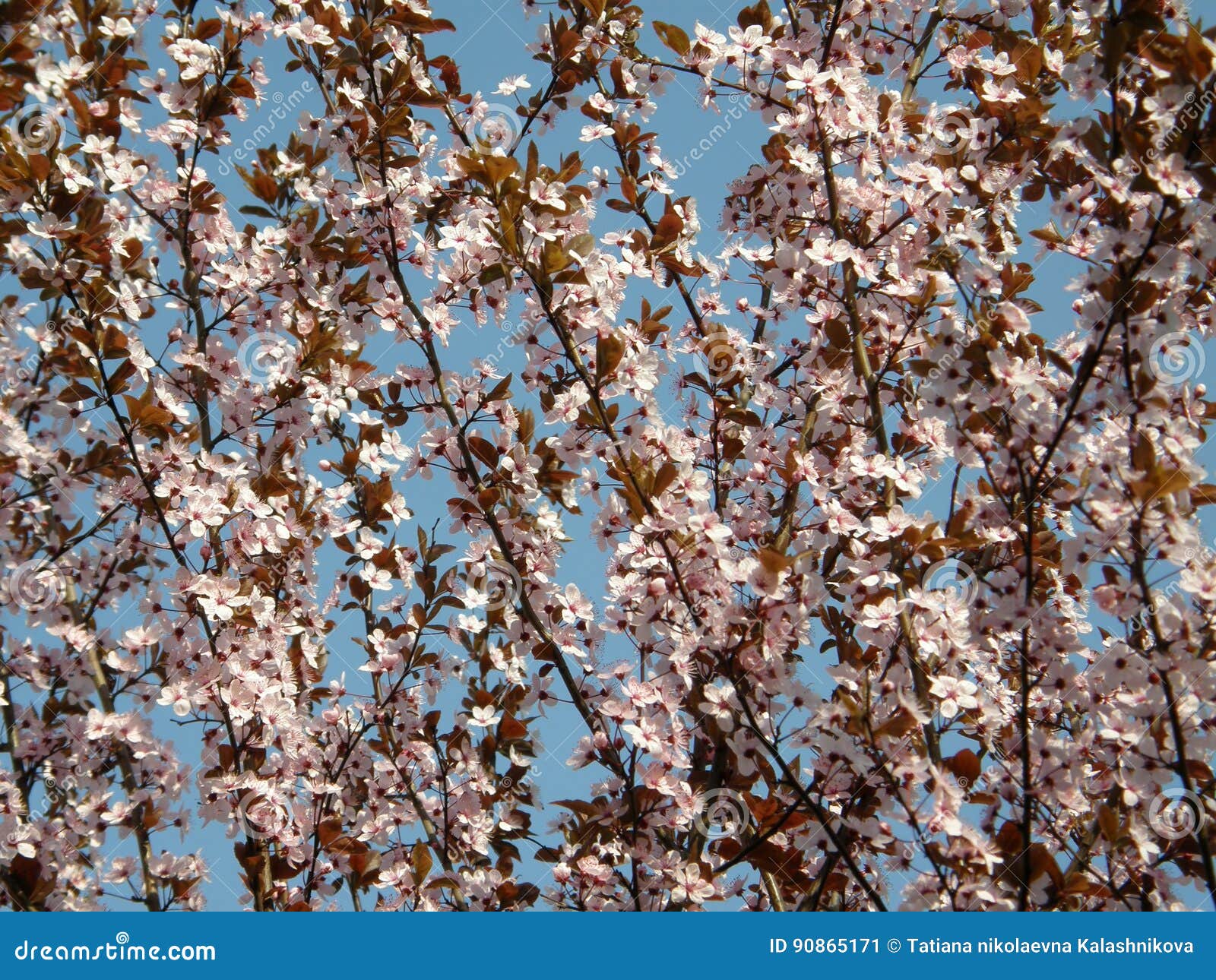 Beautiful Sakura in the Spring. Stock Image - Image of nature, flowers ...
