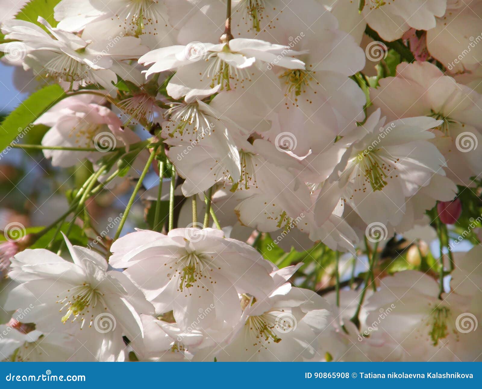 Beautiful Sakura in the Spring. Stock Photo - Image of tree, leaf: 90865908