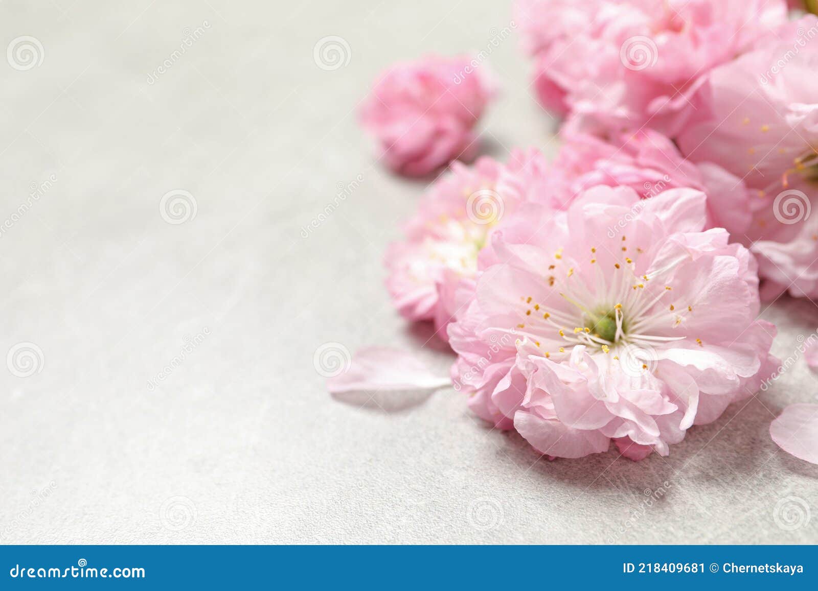 Beautiful Sakura Tree Blossoms on Light Grey Background, Closeup. Space ...