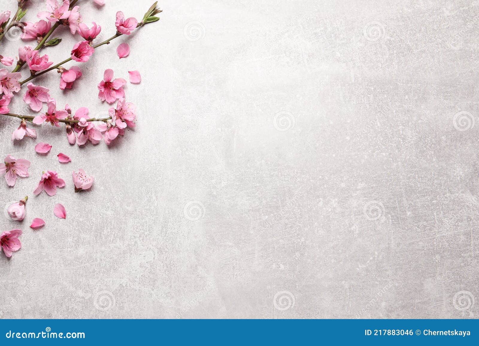 Beautiful Sakura Tree Blossoms on Light Grey Background, Flat Lay ...