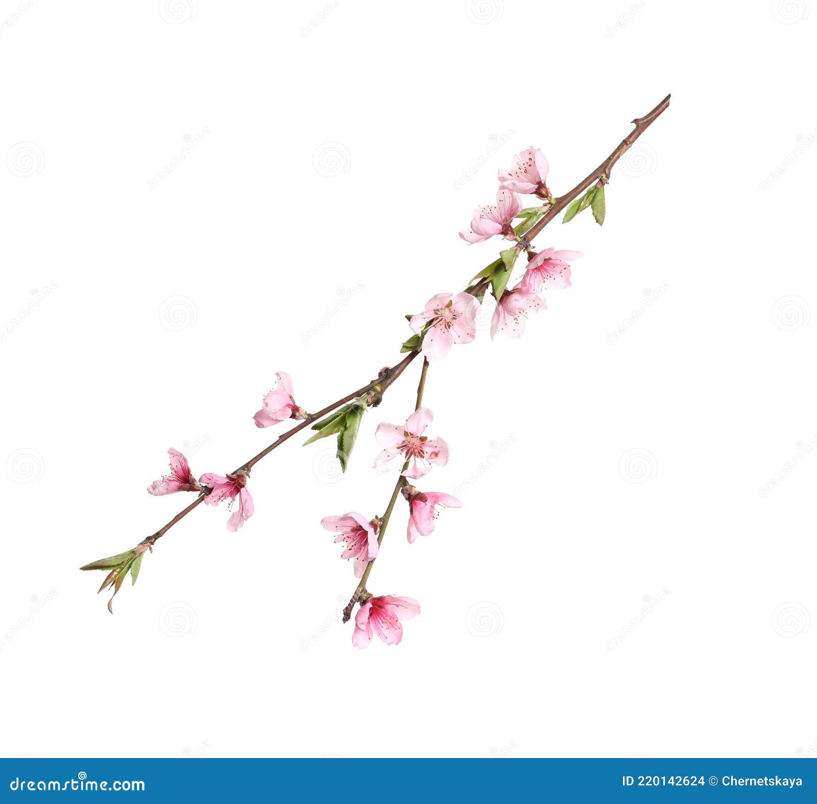 Beautiful Sakura Tree Branch Isolated on White Stock Photo - Image of ...