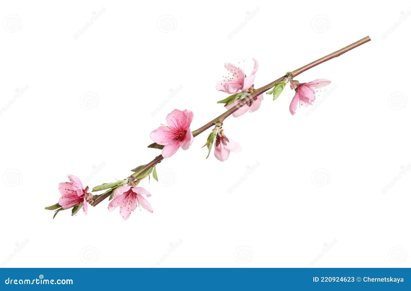 Beautiful Sakura Tree Branch Isolated on White Stock Image - Image of ...