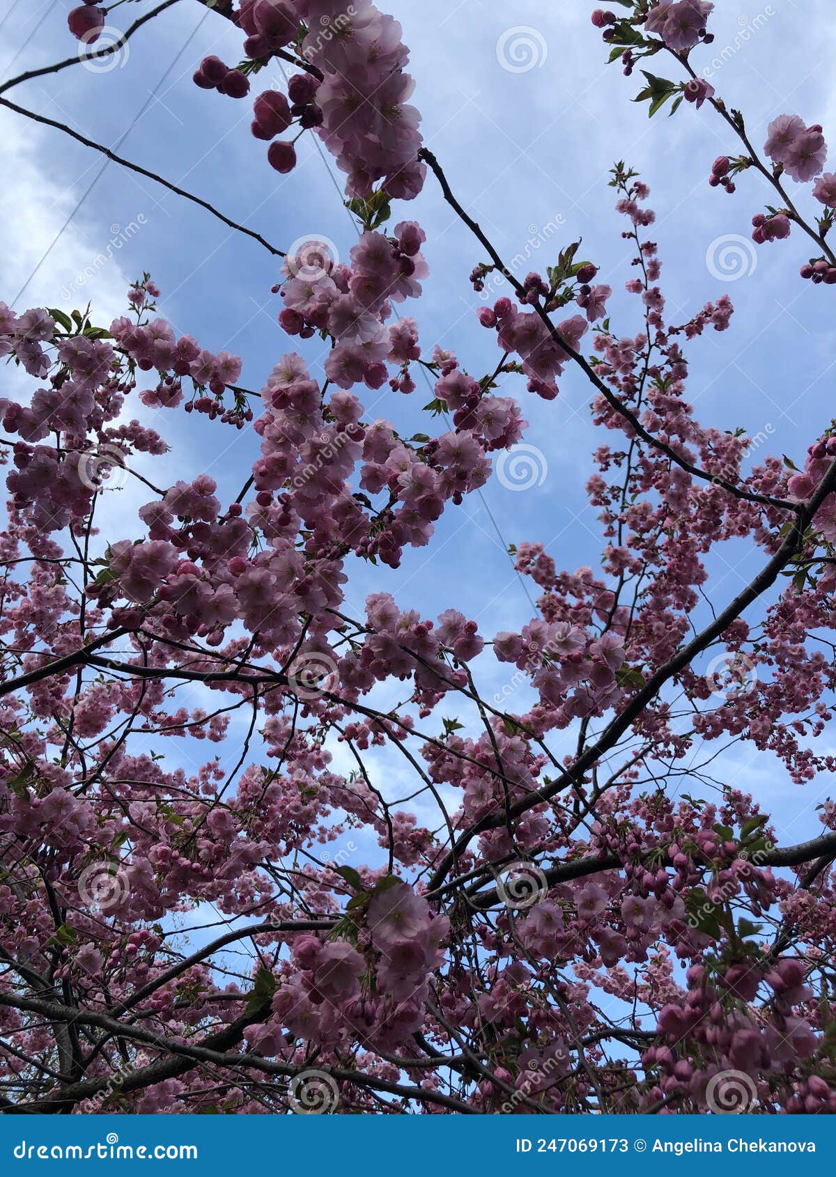 Beautiful Sakura Tree in the Park Stock Image - Image of spring, flower ...