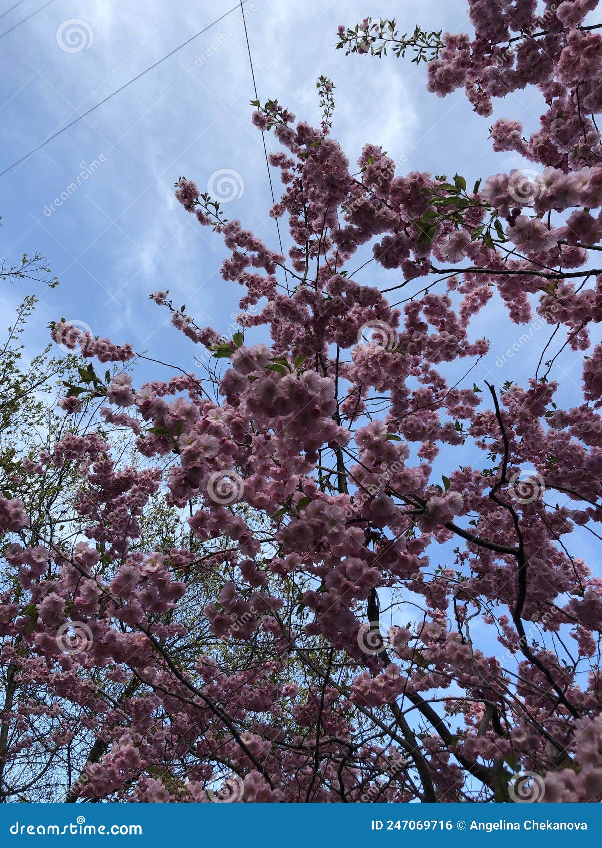 Beautiful Sakura Tree in the Park Stock Photo - Image of blossom ...