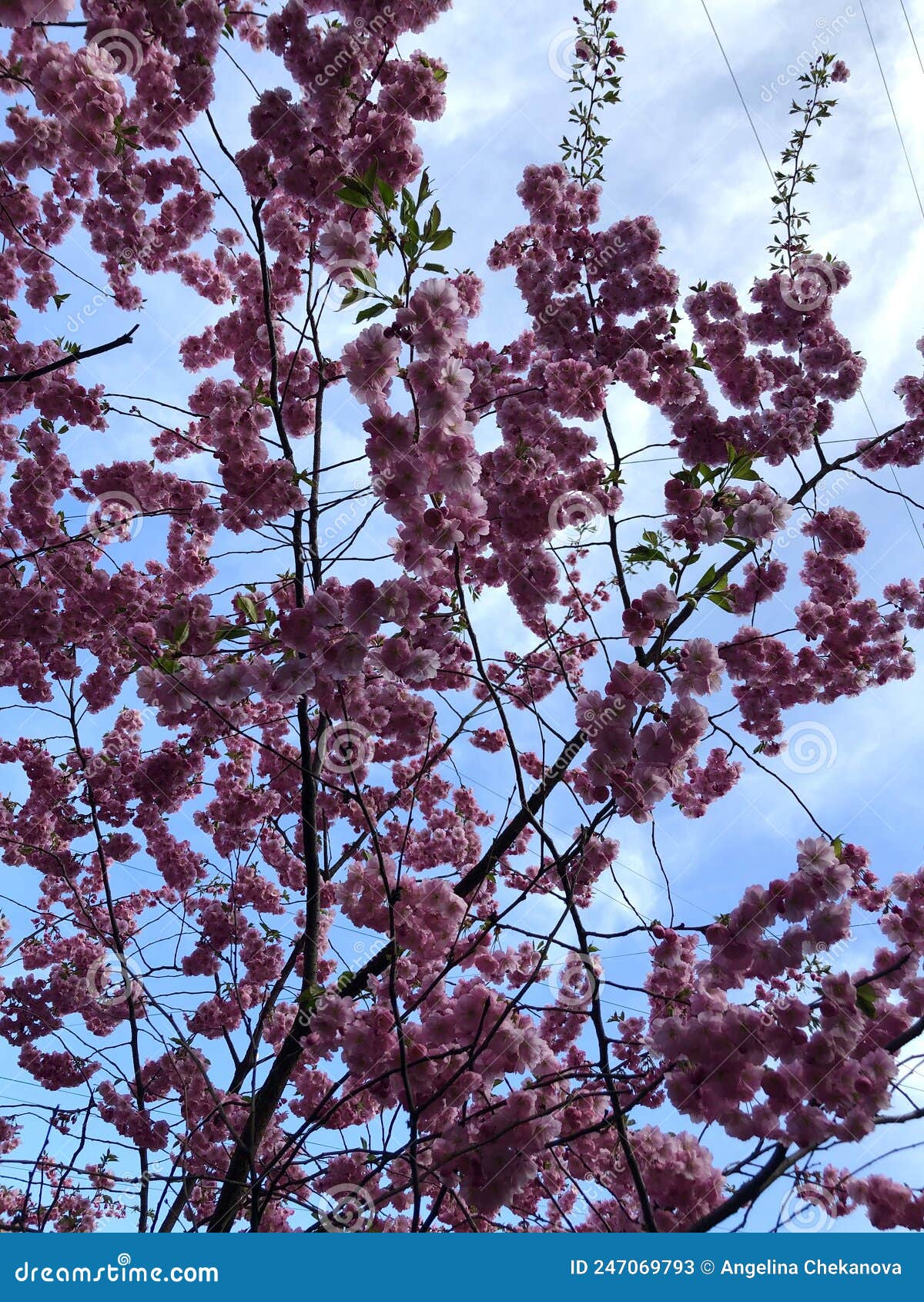 Beautiful Sakura Tree in the Park Stock Image - Image of bloom ...