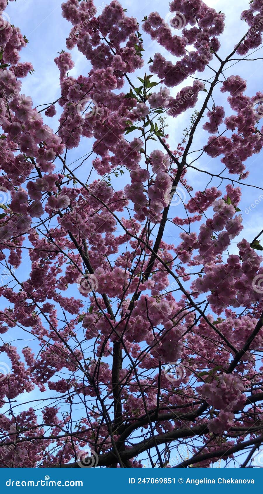 Beautiful Sakura Tree in the Park Stock Image - Image of branches ...