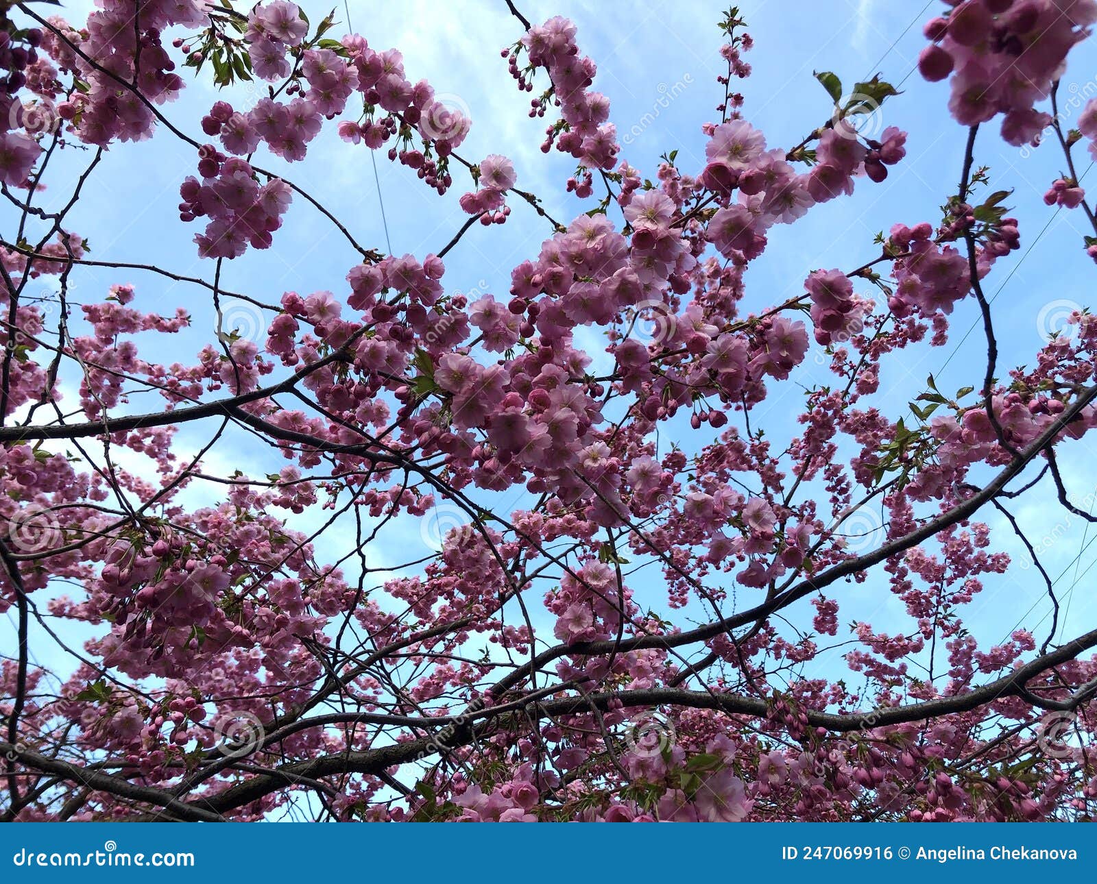 Beautiful Sakura Tree in the Park Stock Photo - Image of plant, pink ...