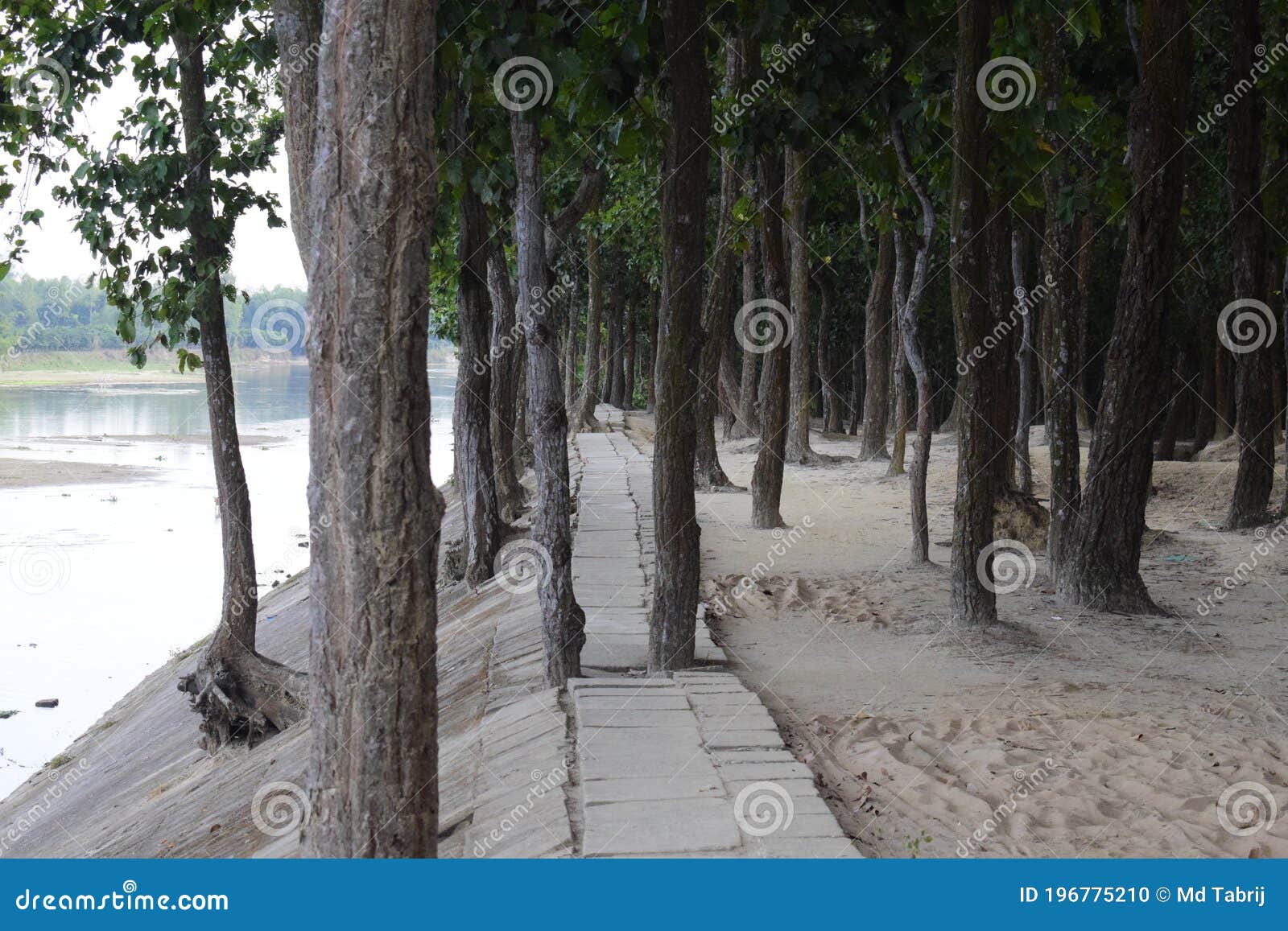 Beautiful Sal Trees in a Sal Forest in Bangladesh Stock Photo - Image ...