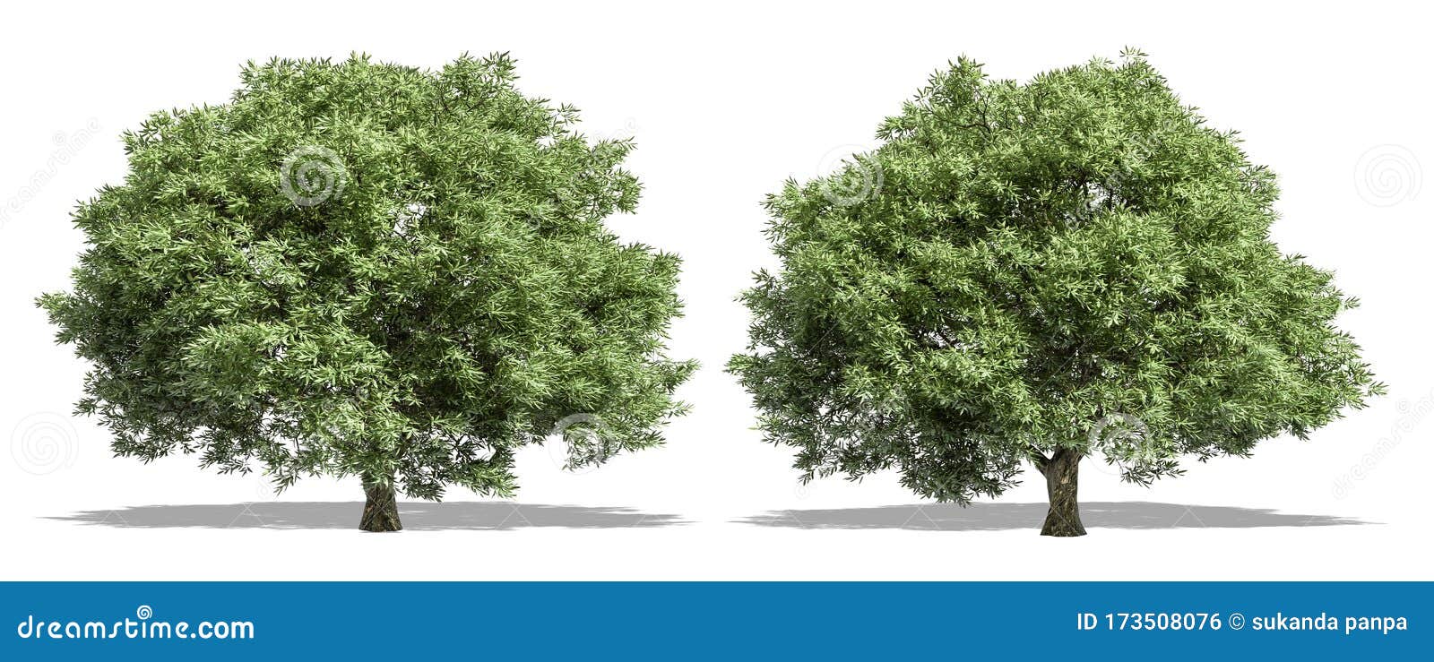 Beautiful Salix Fragilis Tree Isolated and Cutting on a White ...