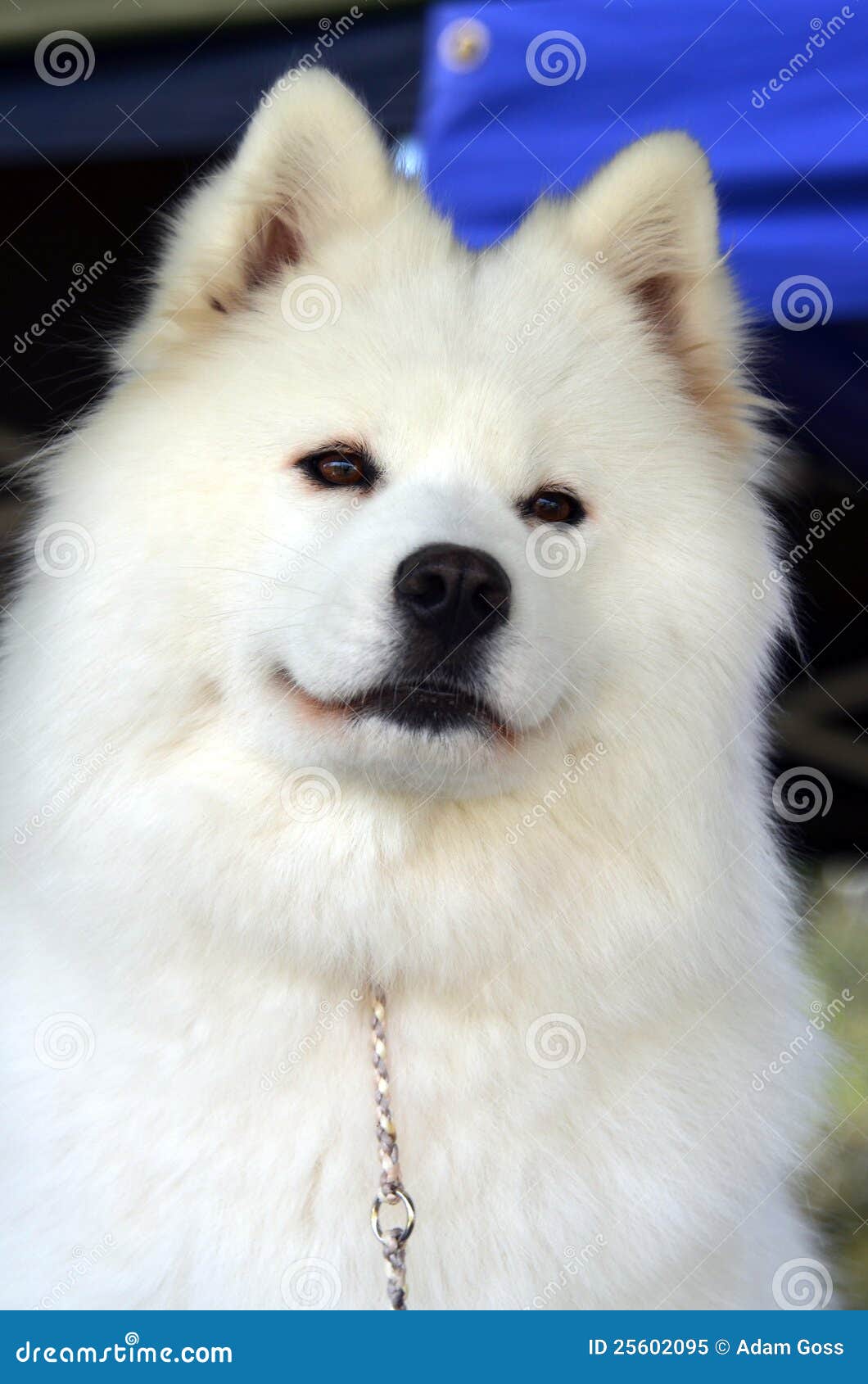 Beautiful Samoyed. stock image. Image of happy, canine - 25602095