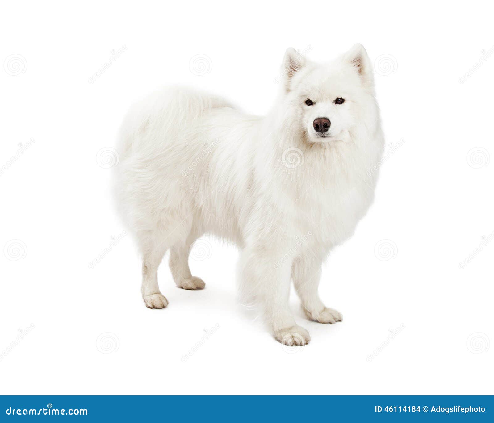 Beautiful Samoyed Dog Standing Stock Photo - Image of obedient ...