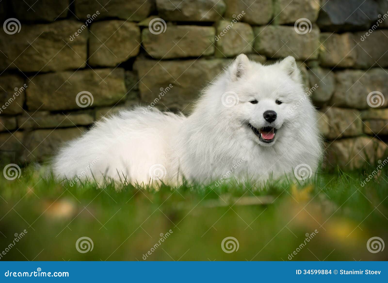Beautiful Samoyed stock photo. Image of grass, cute, meadow - 34599884