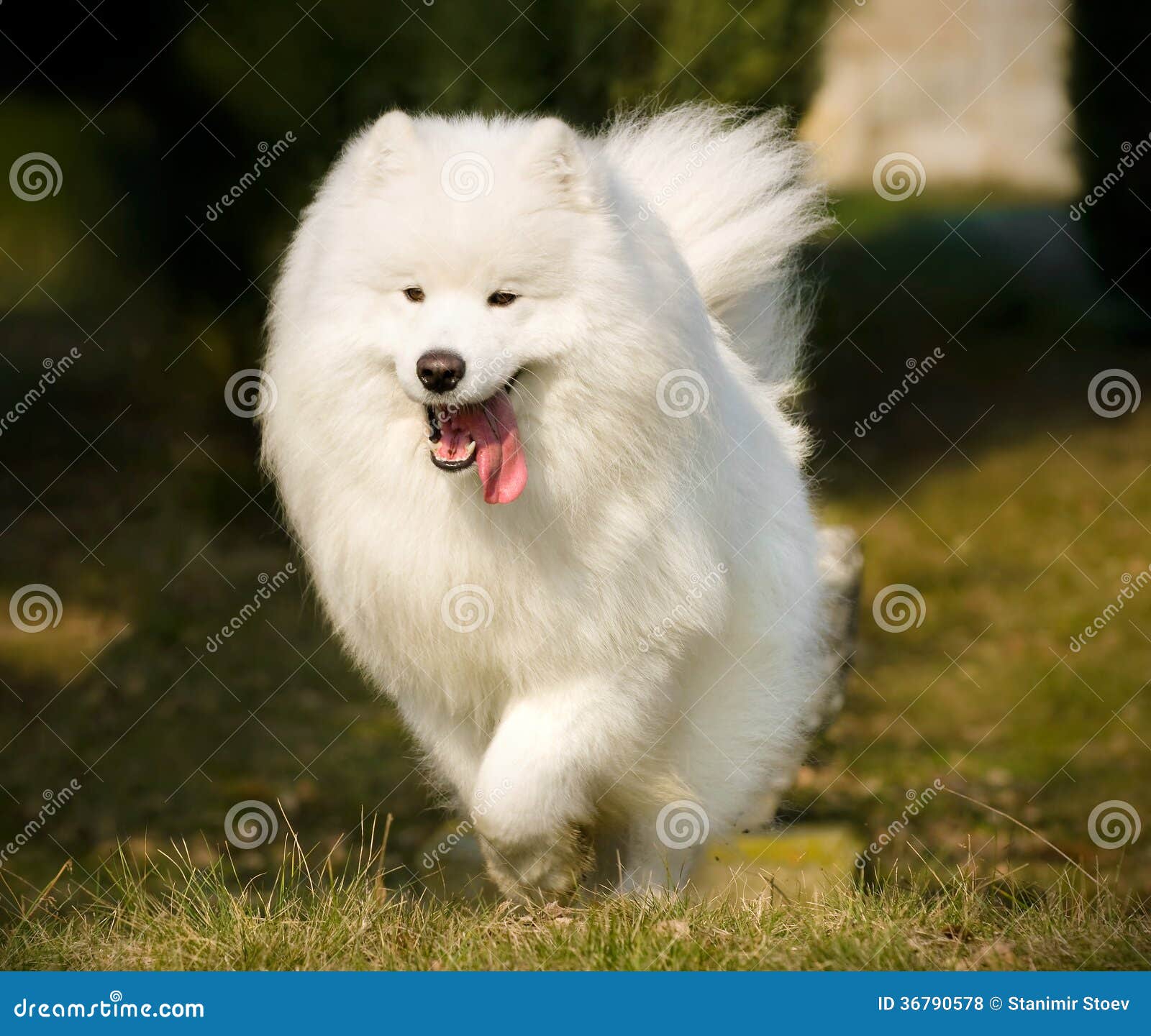 Beautiful Samoyed stock photo. Image of animal, background - 36790578