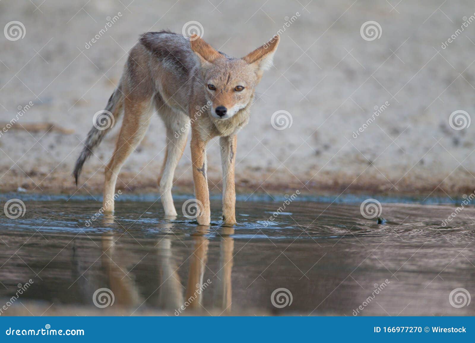 Beautiful Sand Fox Standing in the Lake Near the Shore Stock Photo ...