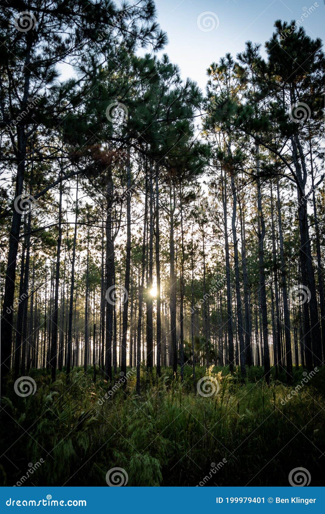 Beautiful Sandhill Forests of Florida Stock Image - Image of tree ...