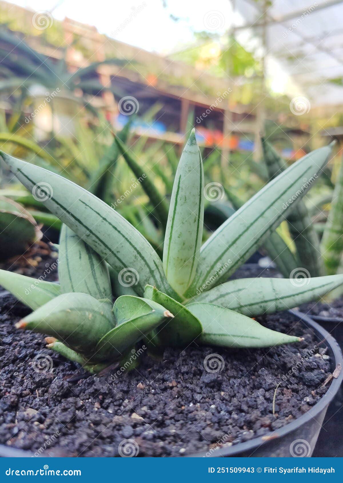 Beautiful of Sansevieria Silver Boncel Stock Image - Image of boncel ...