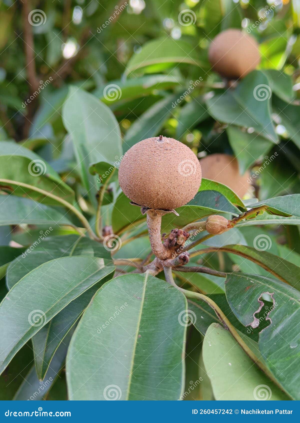 A Beautiful Sapodilla Fruit on Tree Stock Photo - Image of food, fruits ...