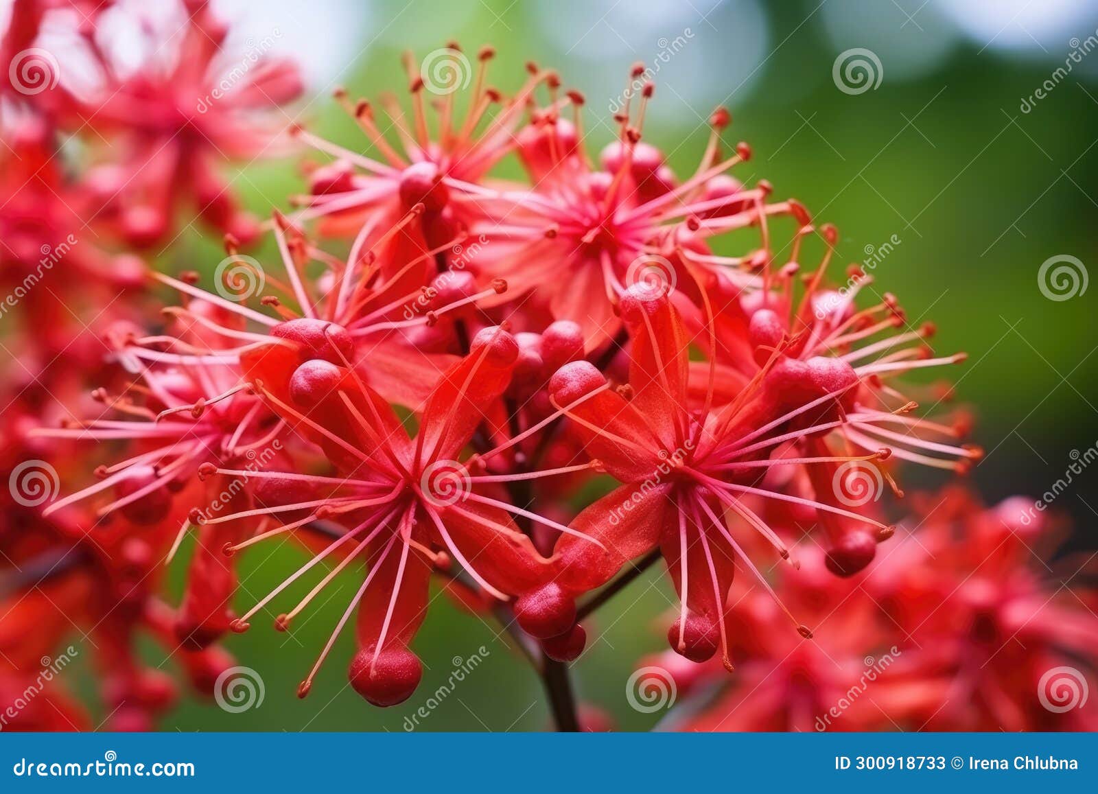 Beautiful of Saraca Asoca or Ashoka Flower. Red Asoca Flower Stock ...