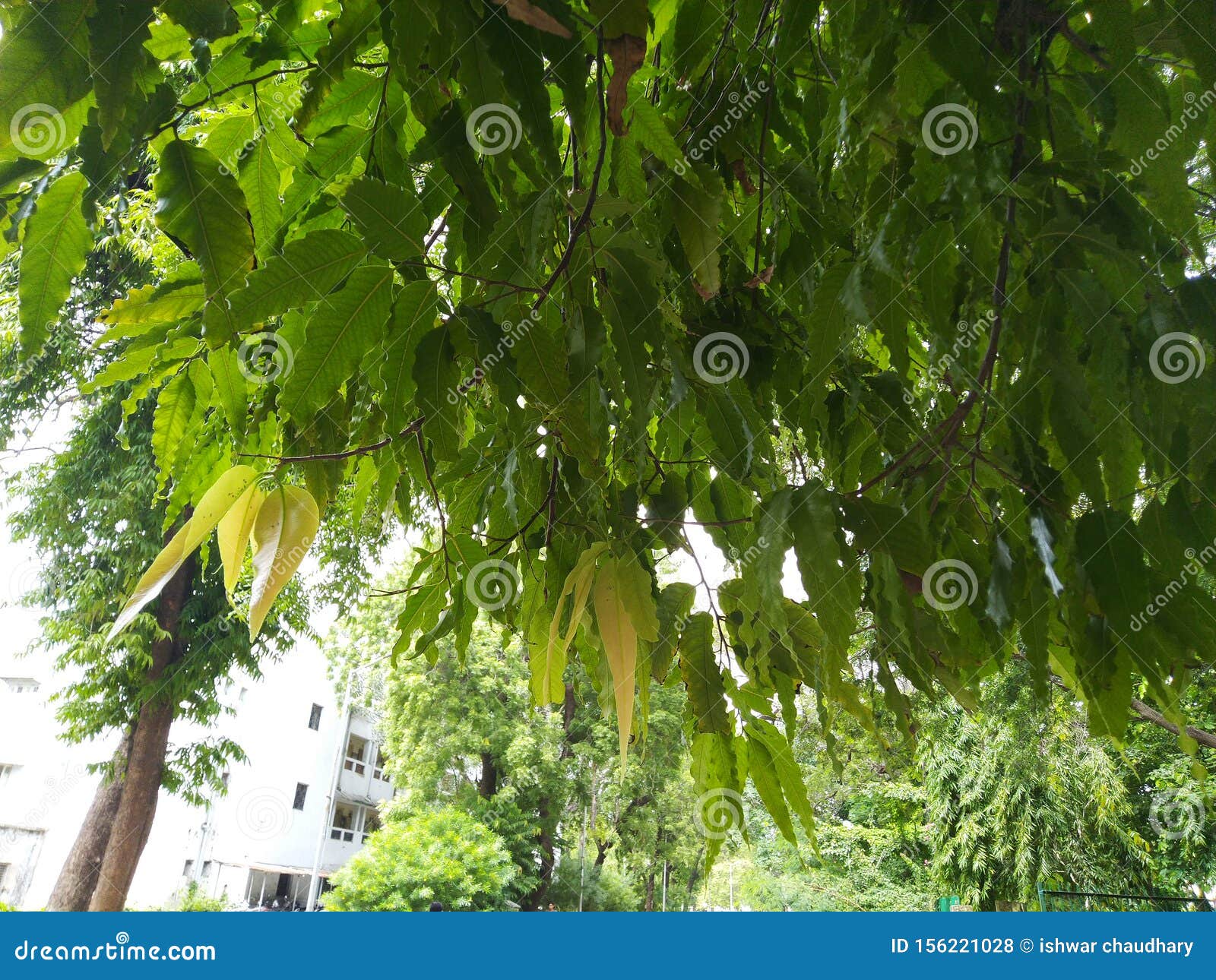 Beautiful Saraca Asoca Trees in Forest with Building and Leaf of Tree ...
