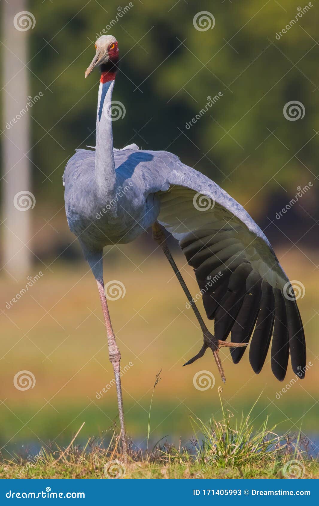 Beautiful Sarus Crane Bird Picture Stock Image - Image of caring ...