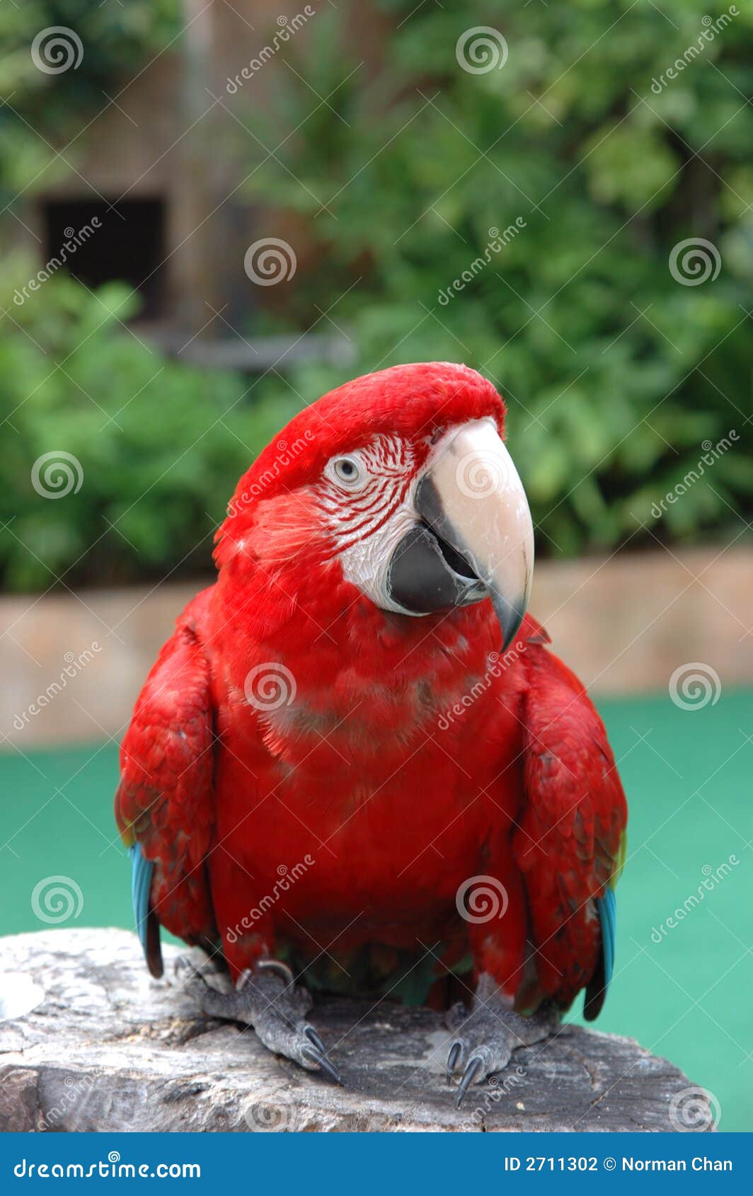 Beautiful scarlet macaw stock photo. Image of wilderness - 2711302